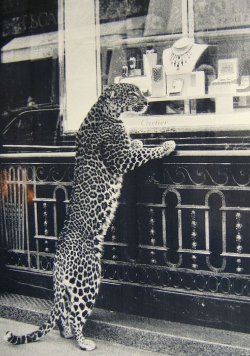 Cheetah, window shopping at Cartier in Paris | MATTHEW'S ISLAND
