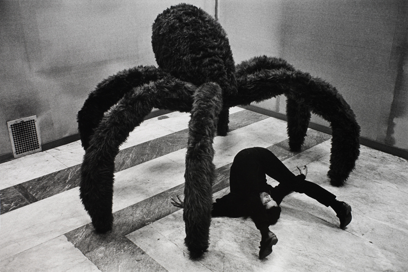 The mating ritual of the giant fuzzy tarantula | MATTHEW'S ISLAND