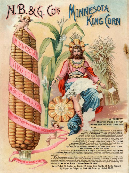 King Corn | MATTHEW'S ISLAND