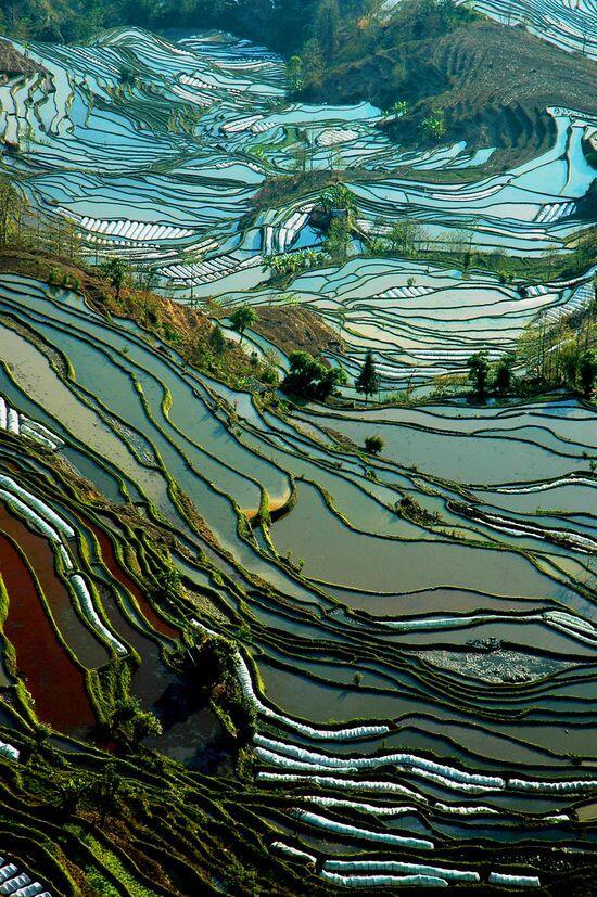 Terraced Rice Paddies | MATTHEW'S ISLAND
