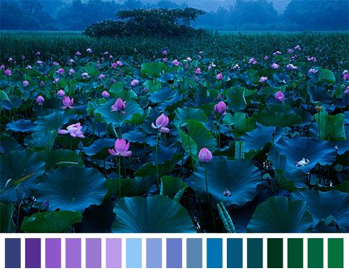 Field of lotus flowers and its color scheme | MATTHEW'S ISLAND