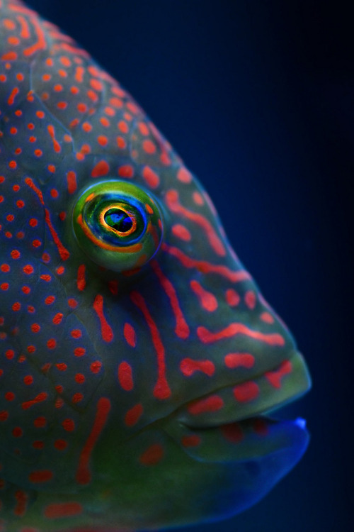 Pretty reef fish | MATTHEW'S ISLAND