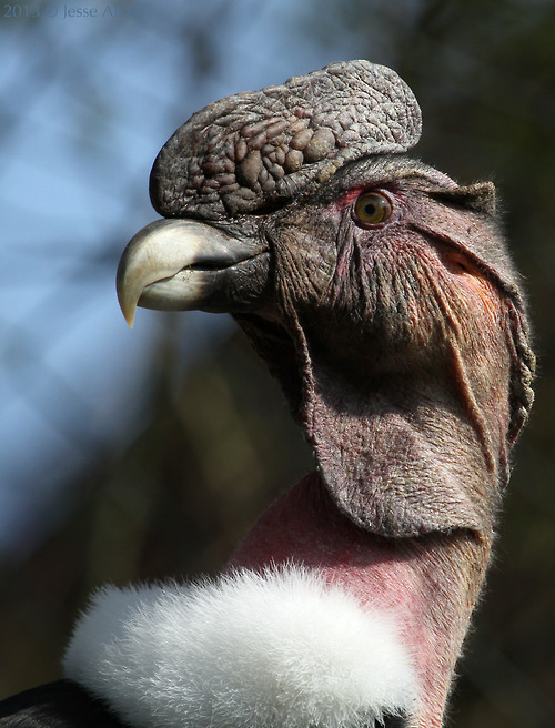 bird 123 | MATTHEW'S ISLAND