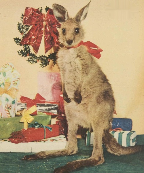 Merry Australian Christmas | MATTHEW'S ISLAND