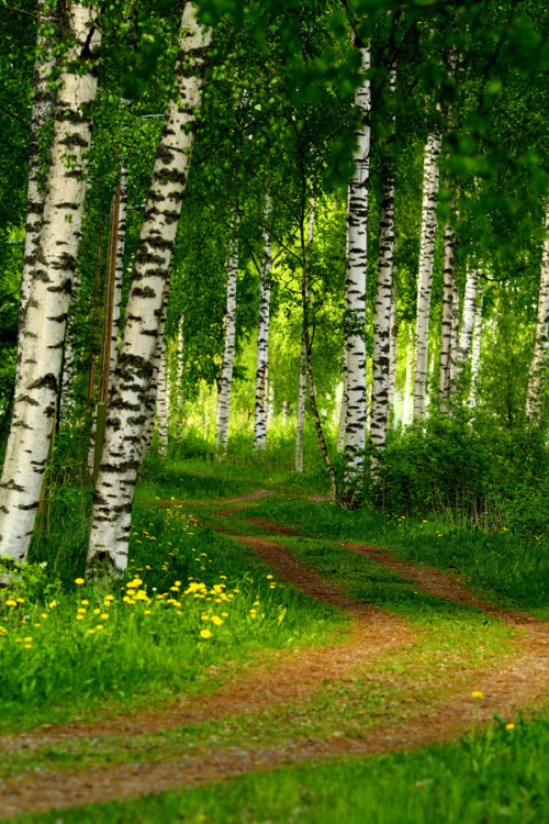 Lane through some birch trees, photo by Laura Lakstedt | MATTHEW'S ISLAND
