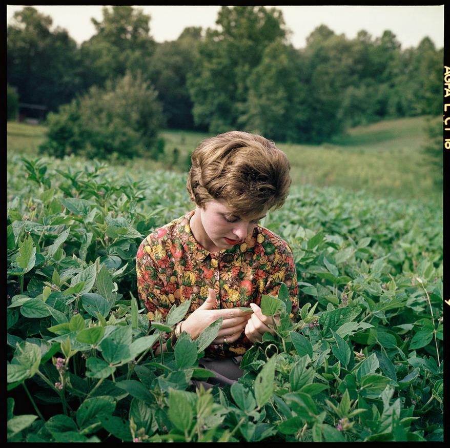 bean-field | MATTHEW'S ISLAND