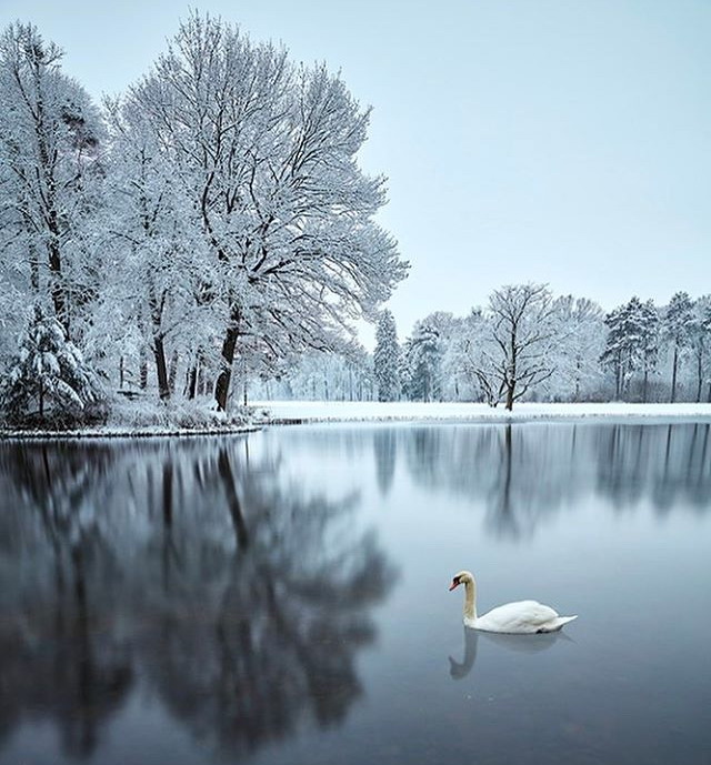 Snow & Swan | MATTHEW'S ISLAND