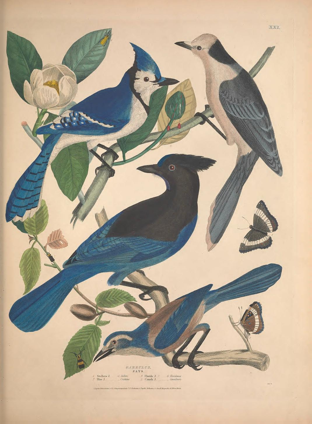 BIRD Alexander Wilson and Charles Lucian Bonaparte002 | MATTHEW'S ISLAND