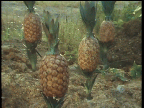 Hawaii deploys new anti-missile technology (the anti-ballistic ...