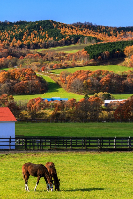 Autumn scene with horsies | MATTHEW'S ISLAND