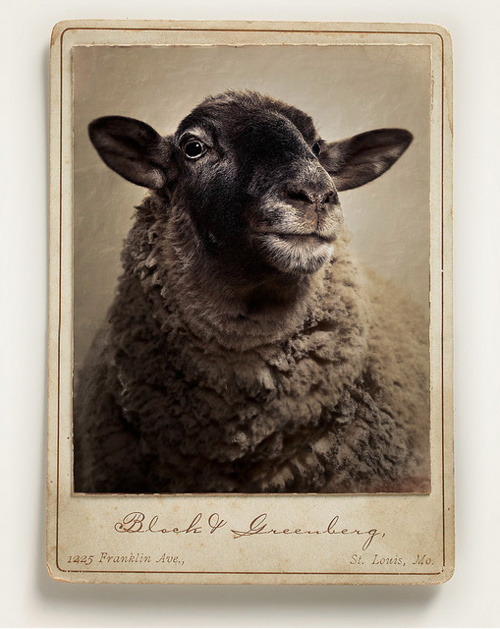 Vintage portrait of a sheep | MATTHEW'S ISLAND