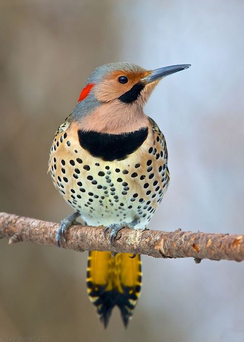 Flicker | MATTHEW'S ISLAND