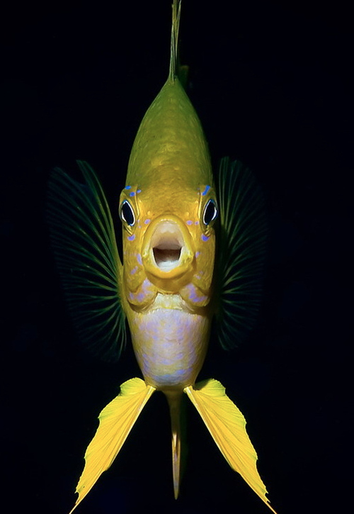 Fish | MATTHEW'S ISLAND