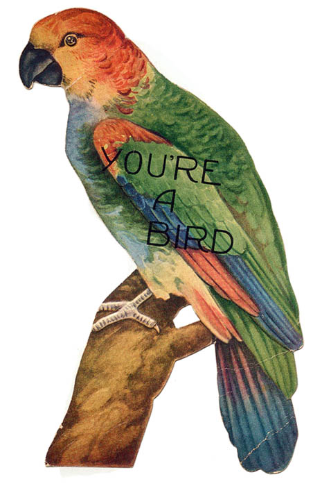 You’re a bird | MATTHEW'S ISLAND