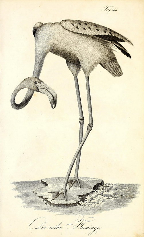 Flamingo | MATTHEW'S ISLAND