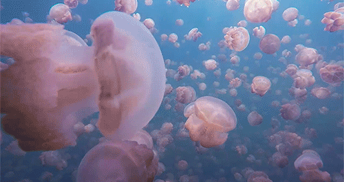 JELLYFISH 1281 | MATTHEW'S ISLAND