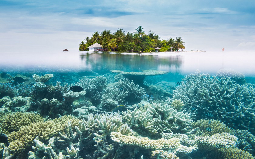 Coral reef, Maldives | MATTHEW'S ISLAND