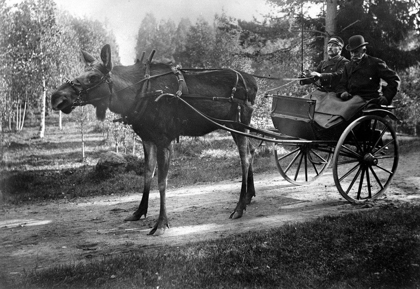 Moose Carriage | MATTHEW'S ISLAND