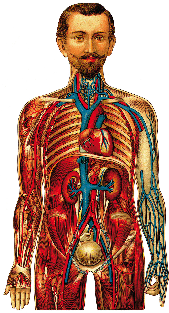 Vintage anatomy illustrations | MATTHEW'S ISLAND