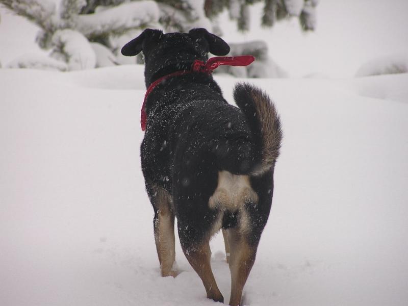 Saying goodbye to my dog, Junior | MATTHEW'S ISLAND