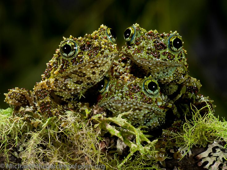 Frogs | MATTHEW'S ISLAND