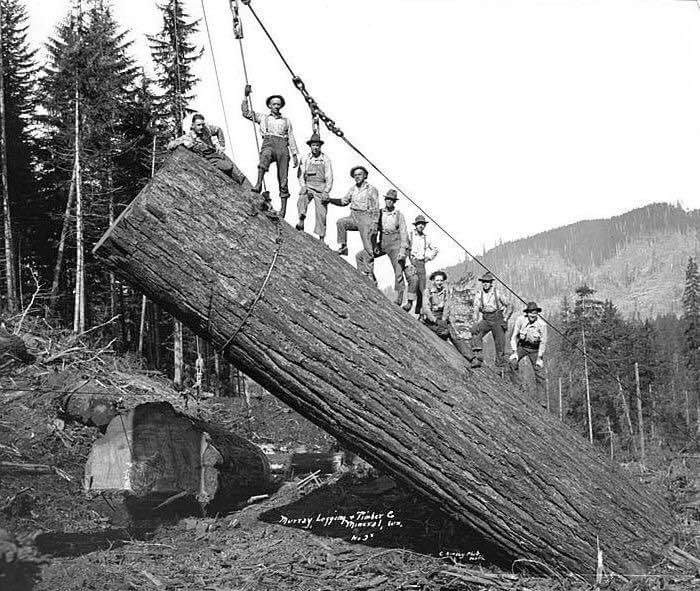 LUMBERJACKS 2584 | MATTHEW'S ISLAND