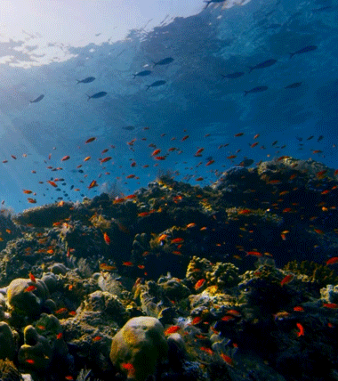 Coral reef | MATTHEW'S ISLAND