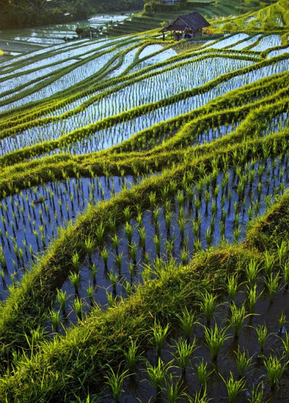 Terraced rice paddies | MATTHEW'S ISLAND