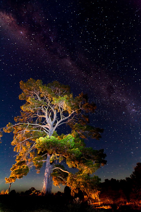 Tree and stars | MATTHEW'S ISLAND