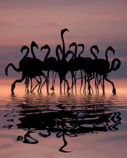 Flamingo | MATTHEW'S ISLAND