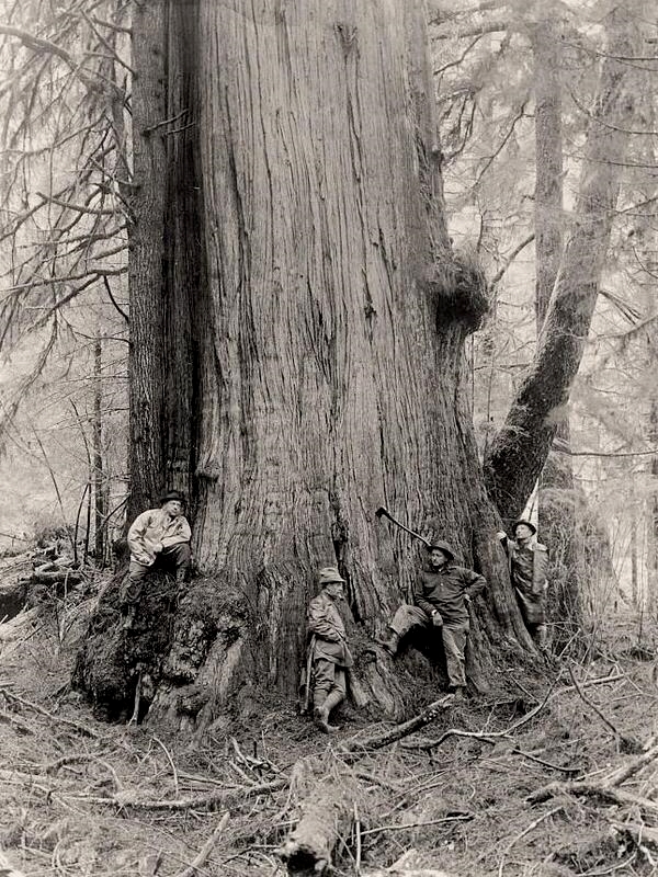 Lumberjacks | MATTHEW'S ISLAND