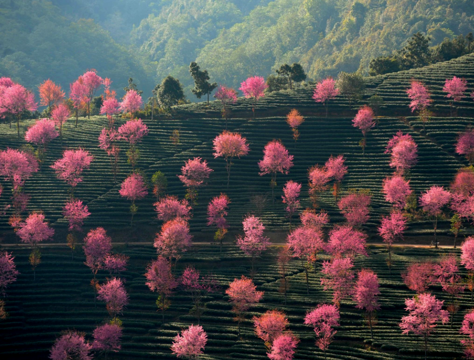 Spring in China | MATTHEW'S ISLAND