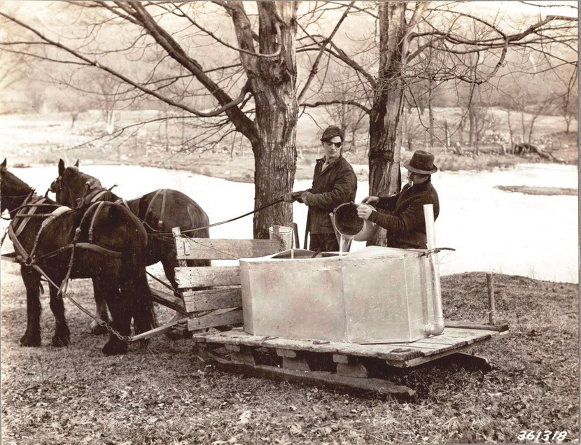 Tapping trees for maple syrup, Vermont | MATTHEW'S ISLAND