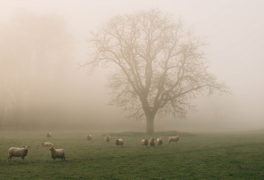 Sheep in a misty field, England | MATTHEW'S ISLAND