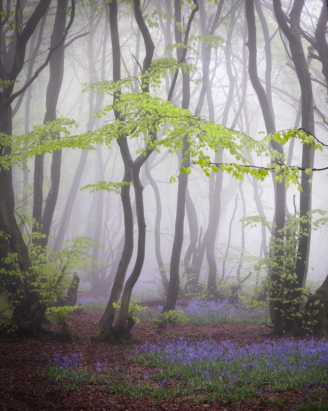Spring in England | MATTHEW'S ISLAND