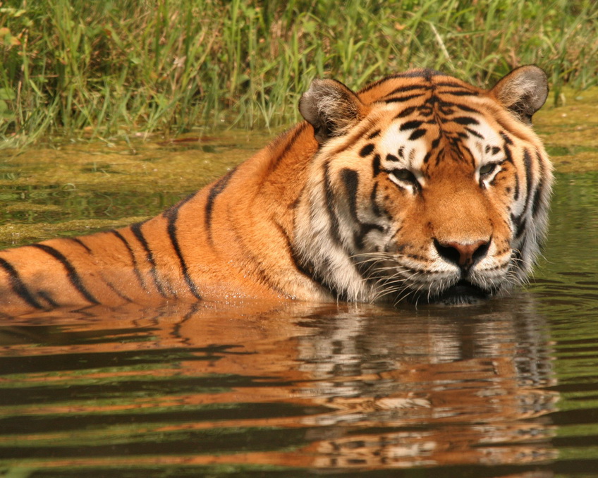 Happy Lunar New Year – It’s the year of the tiger! | MATTHEW'S ISLAND