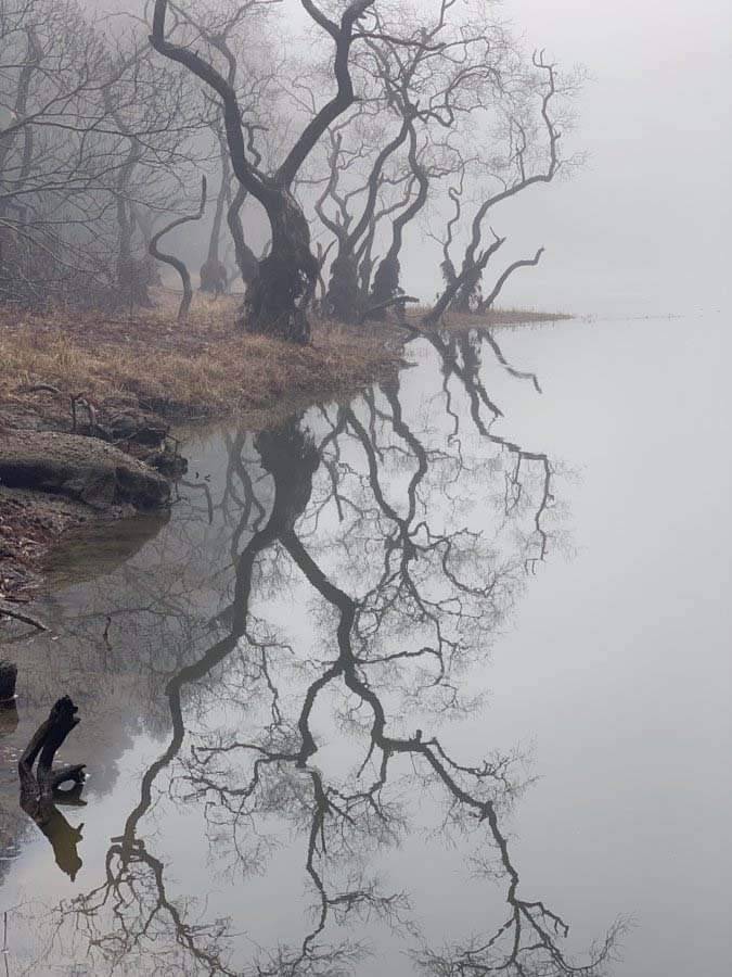 Misty tree reflections, photo by Mitsuhide Mori | MATTHEW'S ISLAND